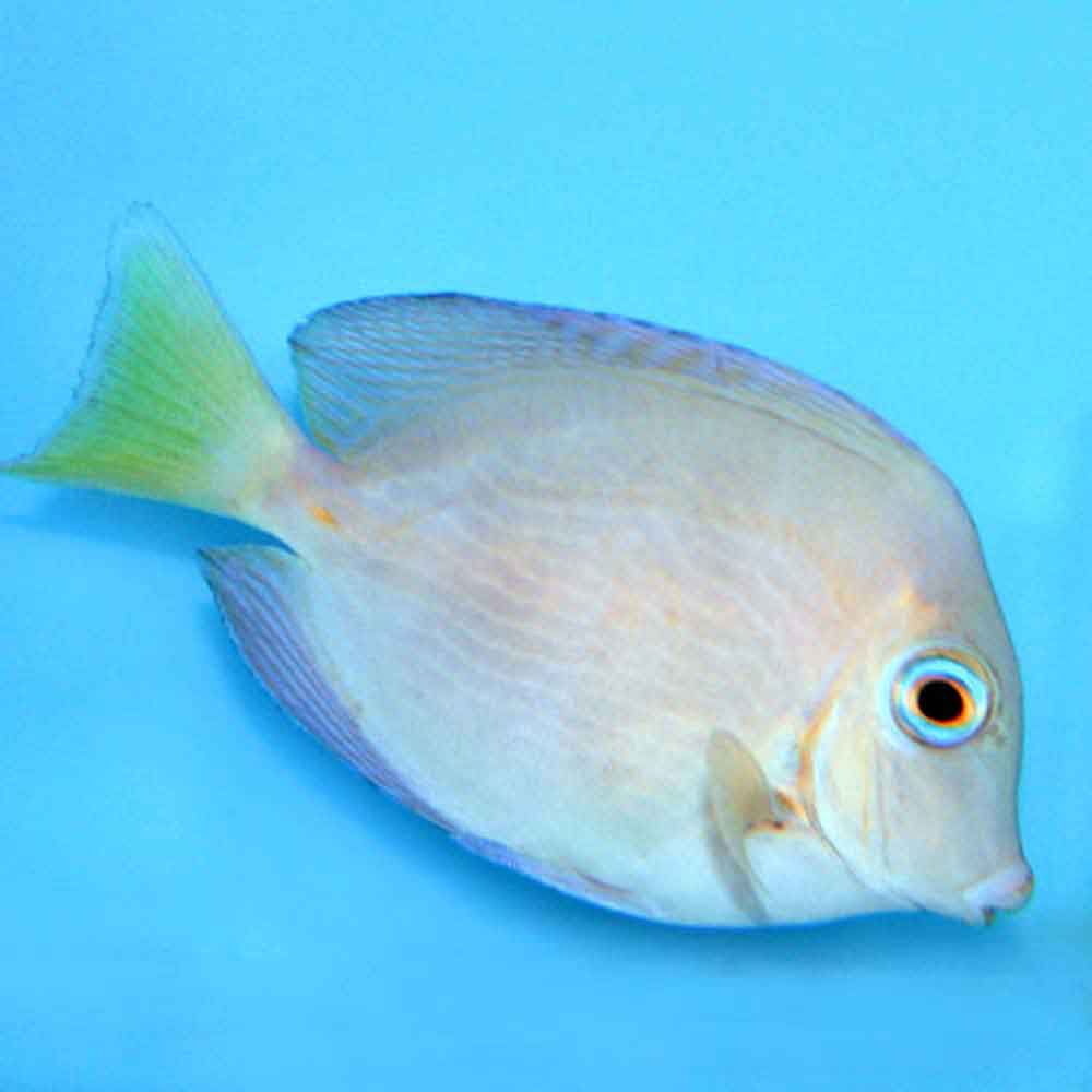 Atlantic Blue Tang Juvenile