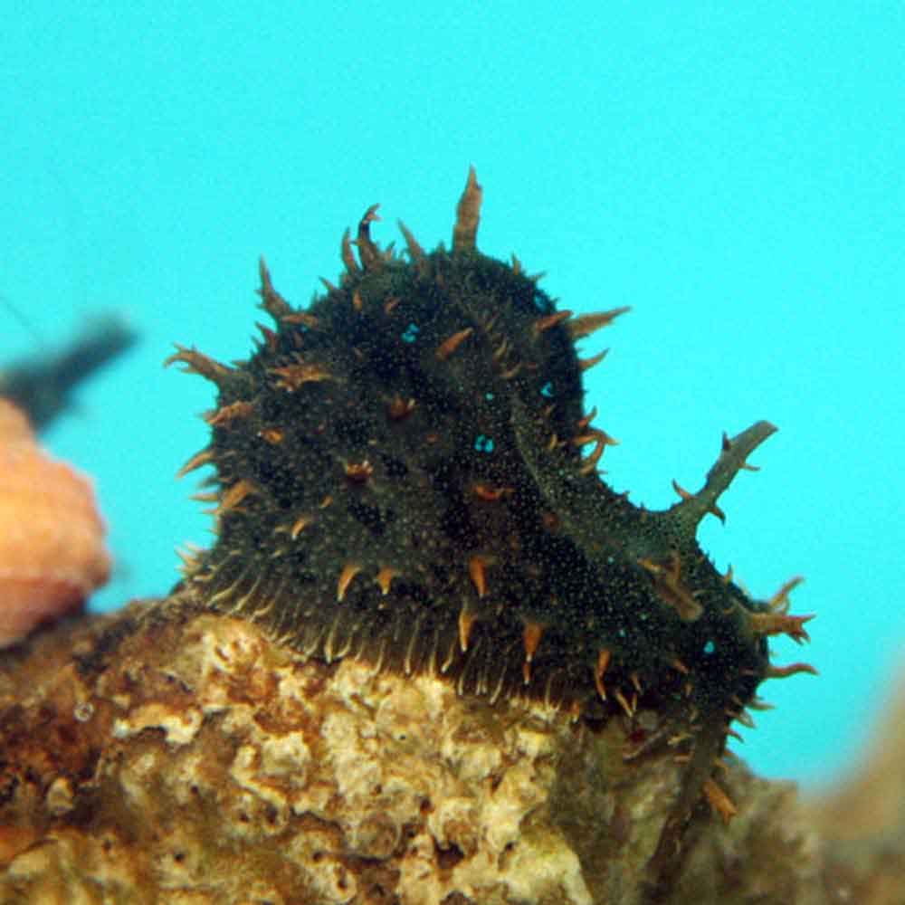Blue Dot Sea Hare - Bursatella leachii