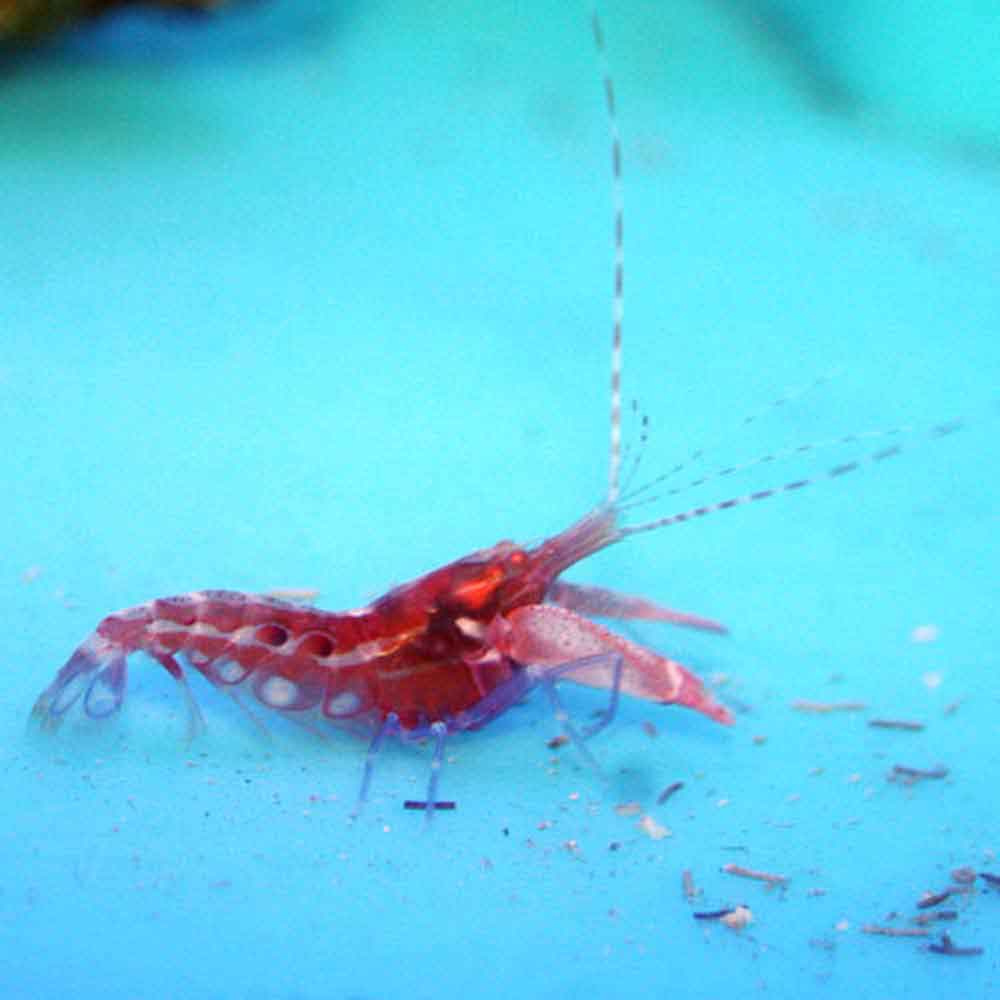 Red Caribbean Pistol Shrimp - Alpheus sp.