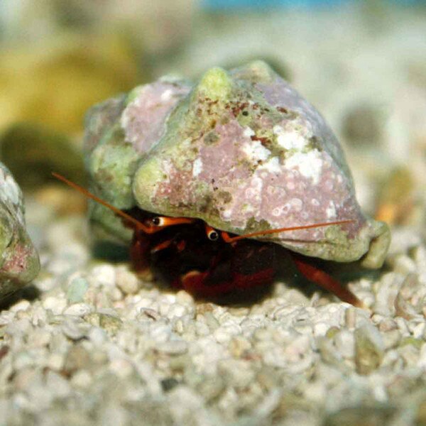 Orange Claw Hermit Crab - Calcinus tibicen | thatpetplace.com