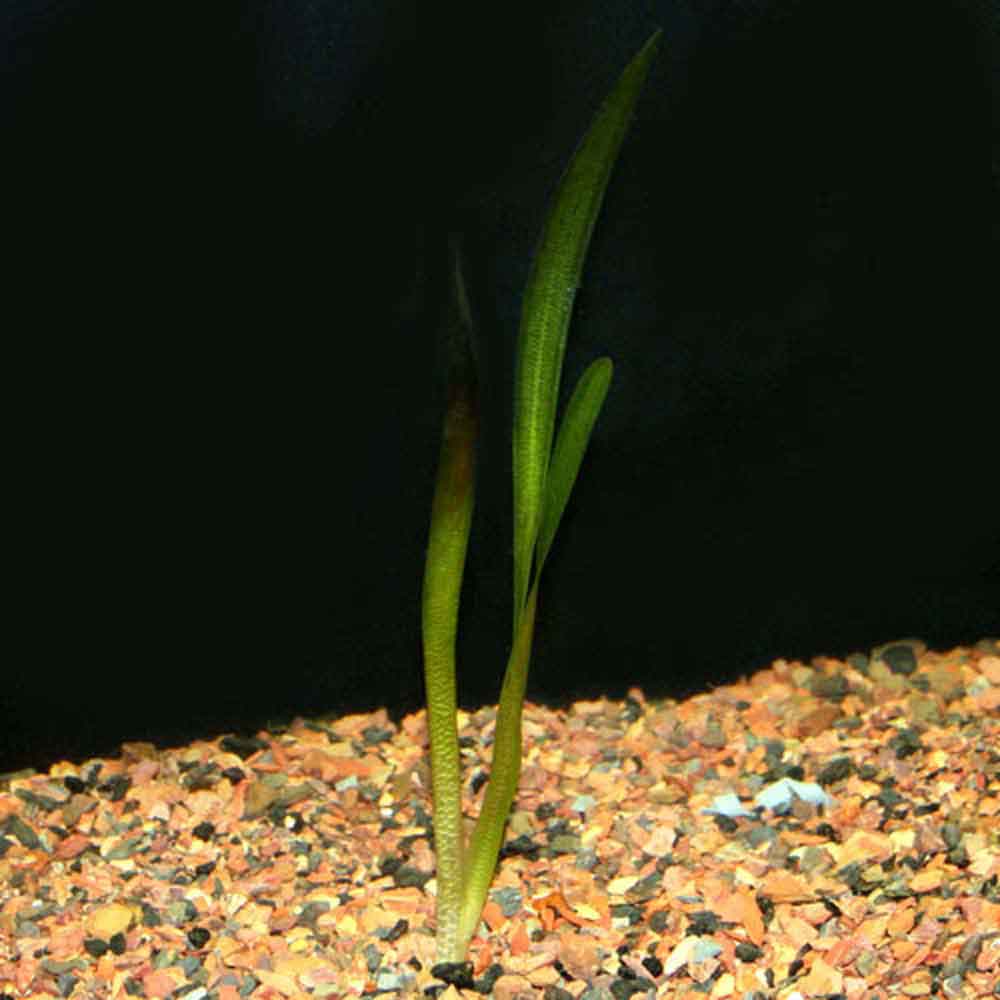 Jungle Val - Vallisneria americana | That Fish Place