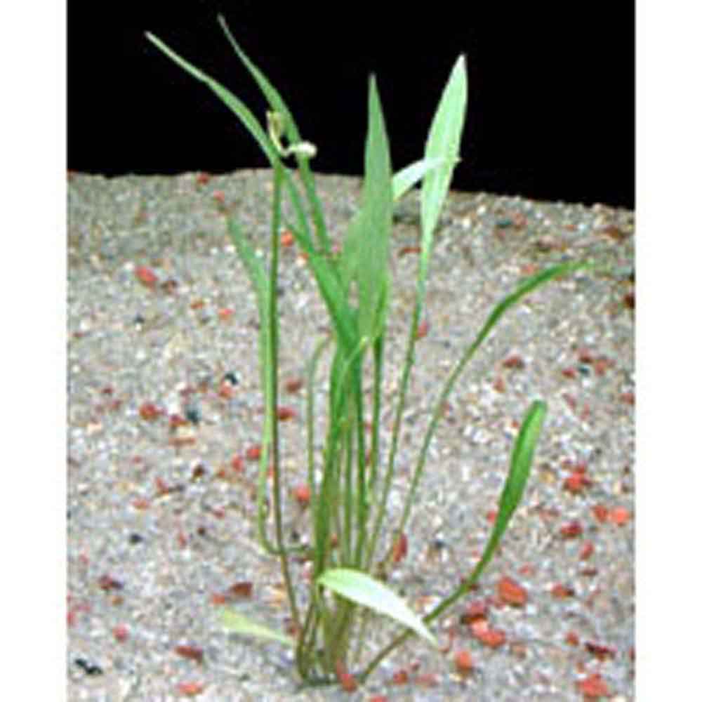 Chain Sword Plant