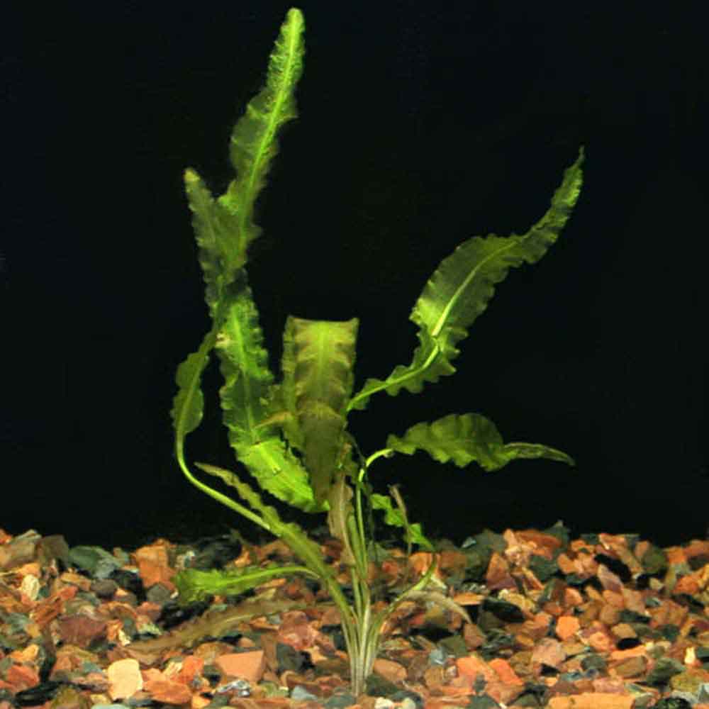 Aponogeton crispus | That Fish Place