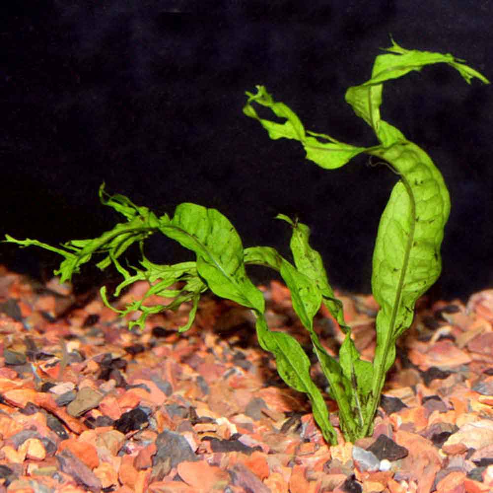 Lace Java Fern - Microsorum pteropus var. 'windelov'