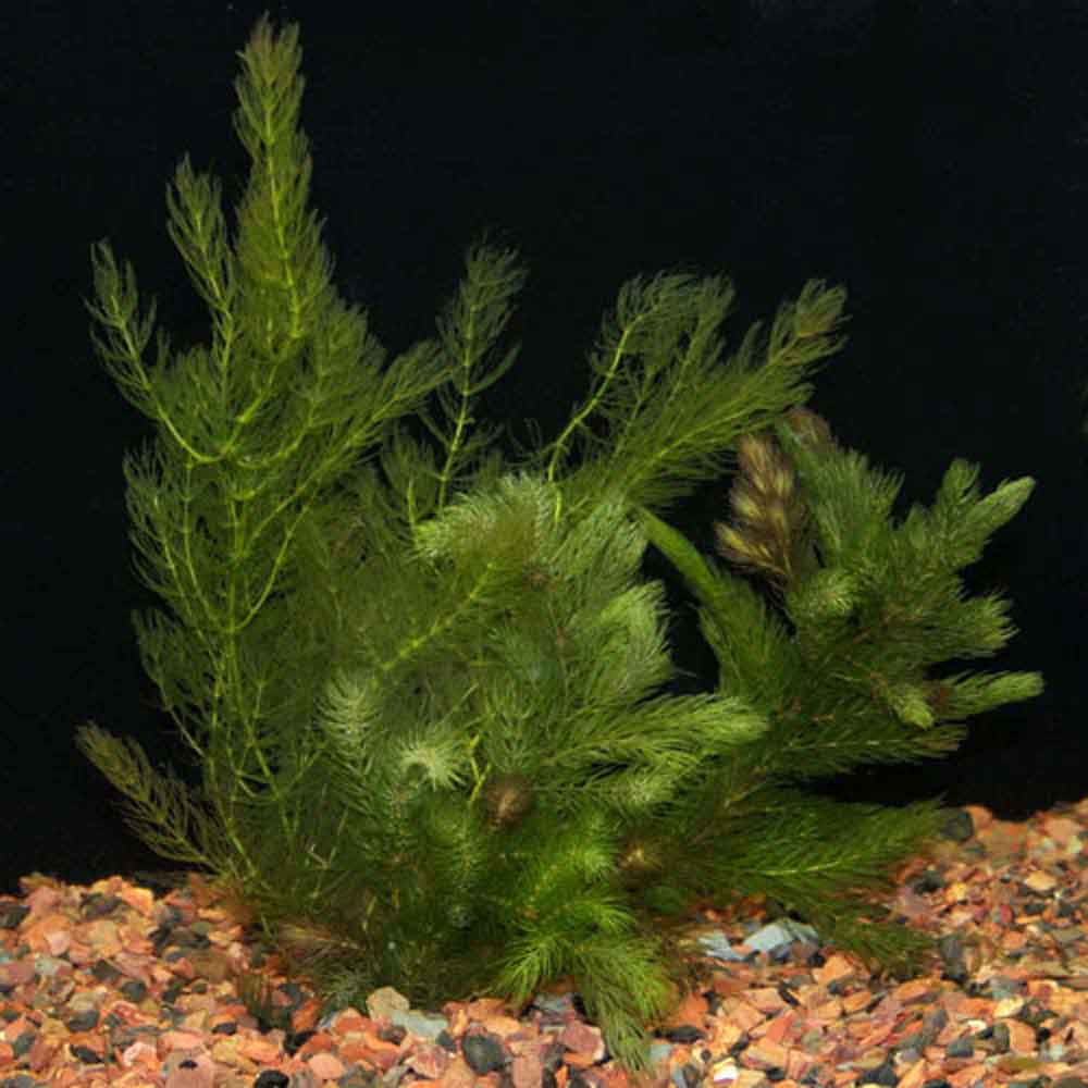 Hornwort - Ceratophyllum demersum | That Fish Place