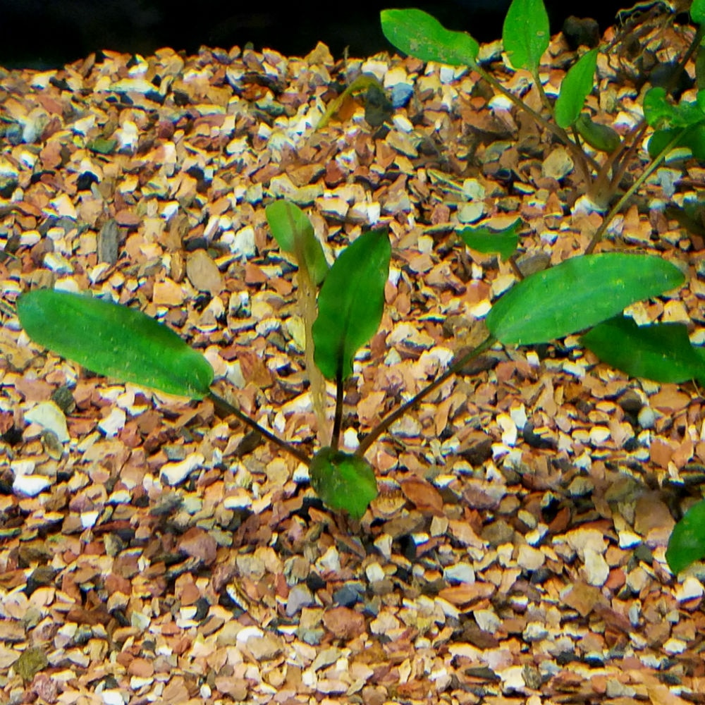 Red Wendtii - Cryptocoryne wendtii | That Fish Place