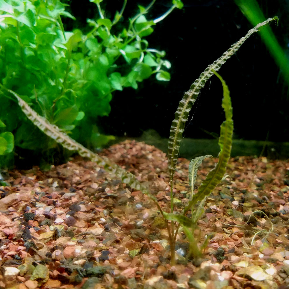 Balansae - Cryptocoryne crispatula var. 'balansae' - Small
