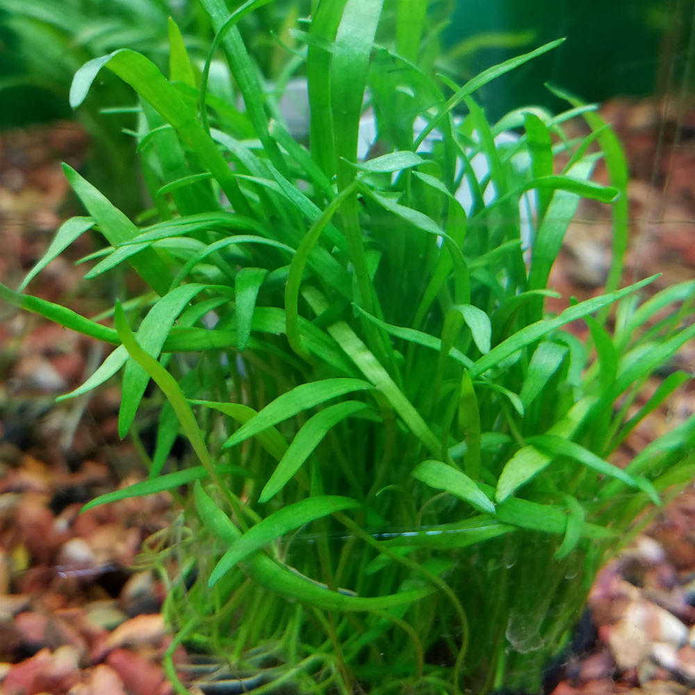 Micro Sword - Lilaeopsis brasiliensis