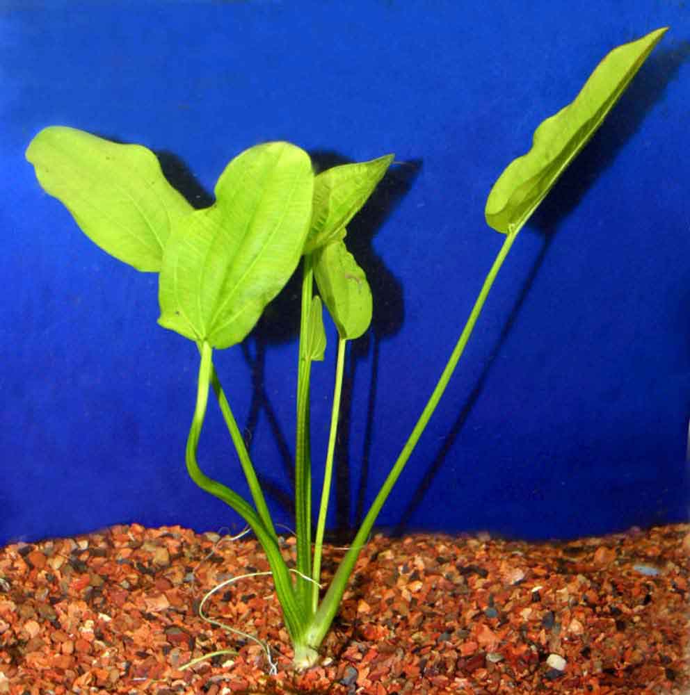 Radican Sword - Echinodorus cordifolius - Small
