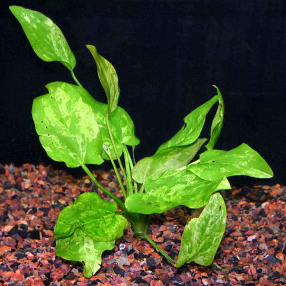 Marble Queen Radican Sword - Echinodorus cordifolius - Small