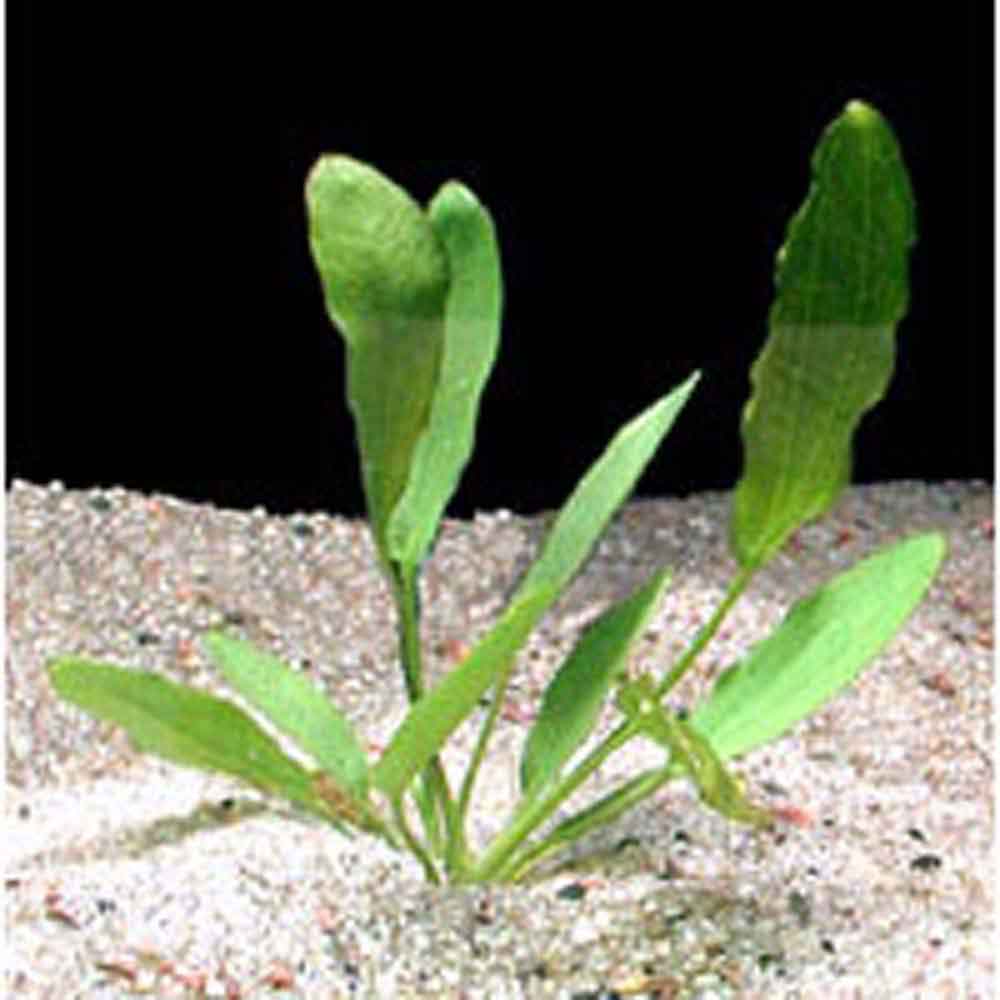 Melon Sword - Echinodorus osiris - Small | That Fish Place