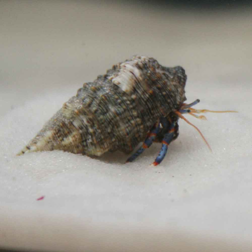 Blue Leg Hermit Crab - Clibanarius tricolor