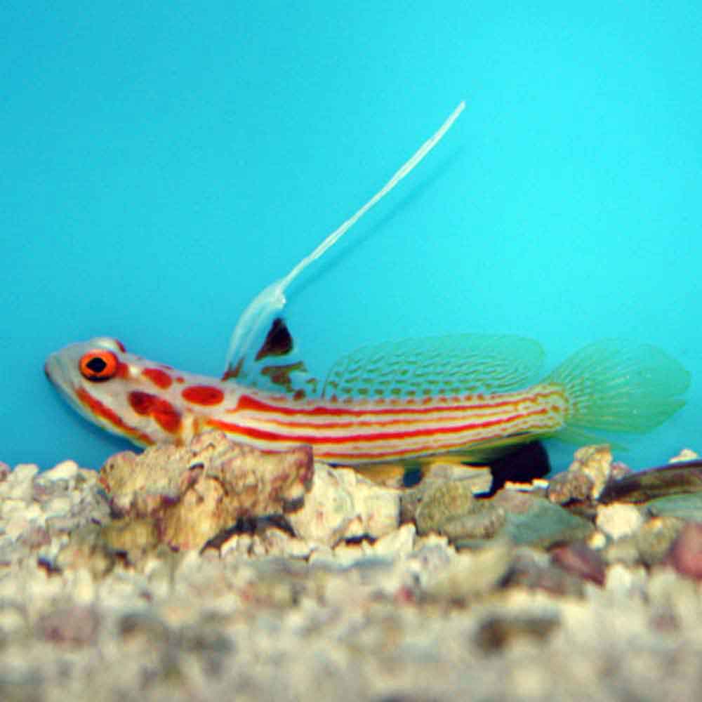 Yasha Haza Goby - Stonogobiops yasha | That Fish Place