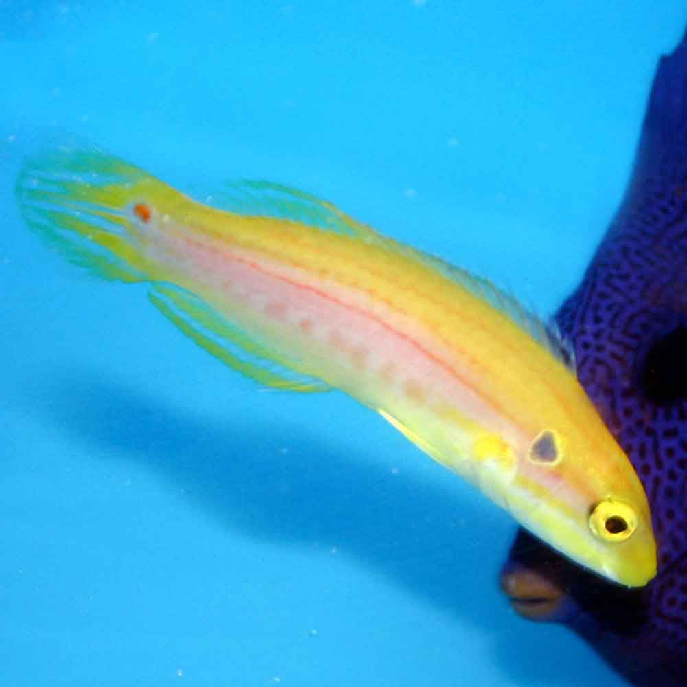 Twospot Hogfish - Bodianus bimaculatus | ThatPetPlace.com
