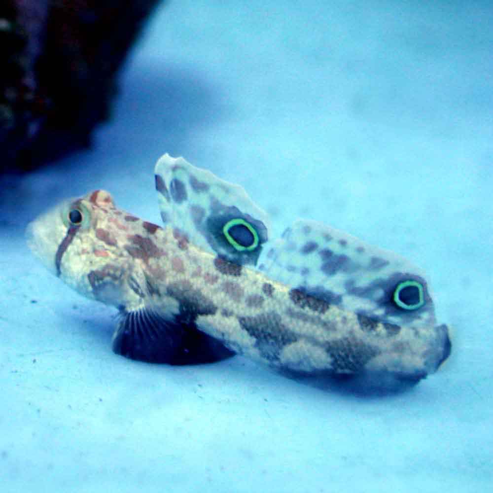 Twin Spot Signal Goby - Signigobius biocellatus | ThatPetPlace.com