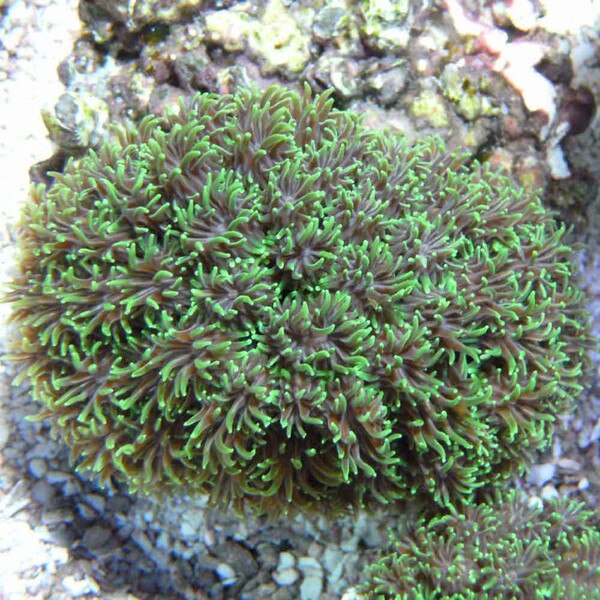 Green Galaxea - Galaxea sp. - Large | thatpetplace.com