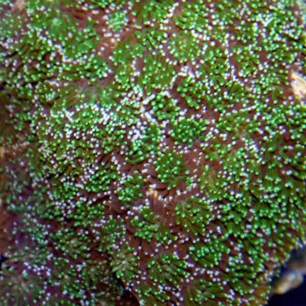 Green Galaxea - Galaxea sp. - Large | thatpetplace.com