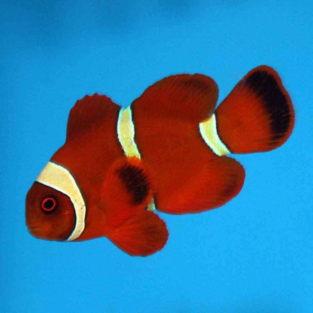 Goldstripe Maroon Clownfish - Premnas biaculeatus - Small Captive Bred