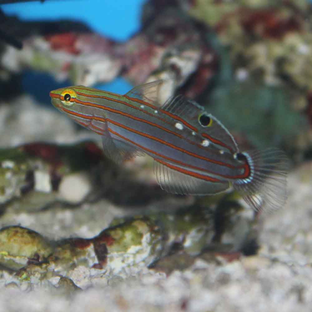 Rainford's Goby - Koumansetta rainfordi | ThatPetPlace.com