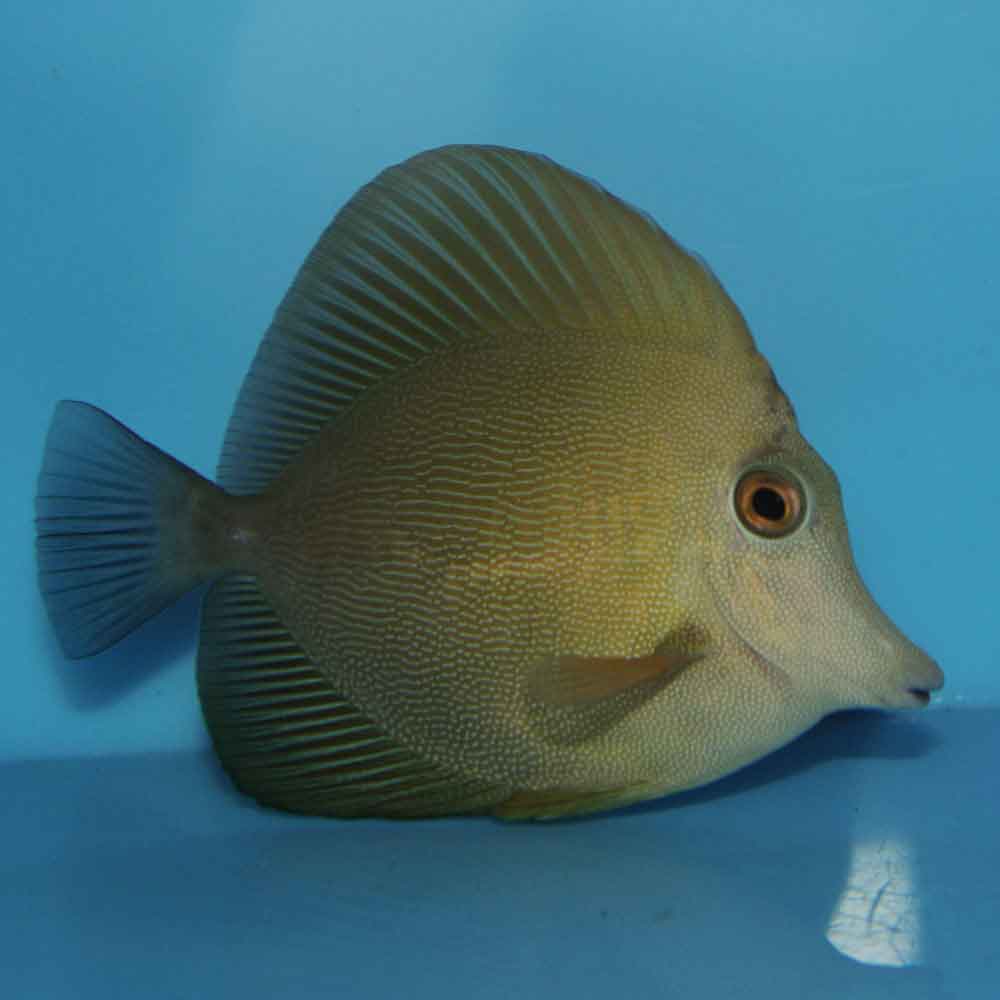 Scopas Tang - Zebrasoma scopas - Medium | That Fish Place