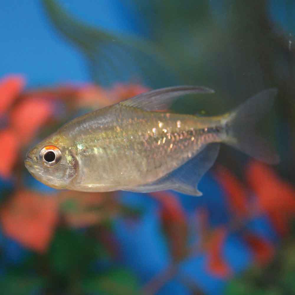 Diamond Neon Tetra