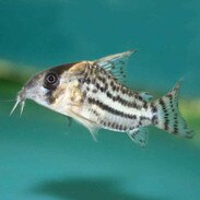 Live Corydoras Catfish | That Fish Place