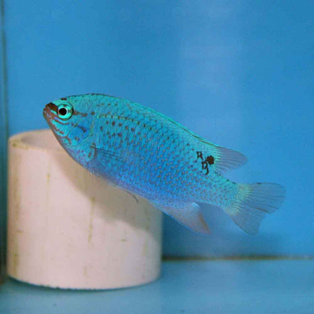 Blue Devil Damsel - Chrysiptera cyanea - Small