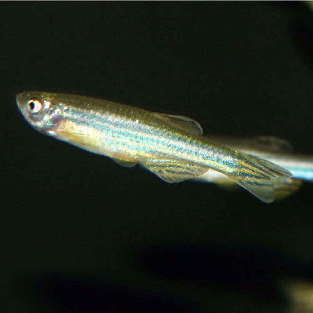 Zebra Danio - Danio rerio | That Fish Place
