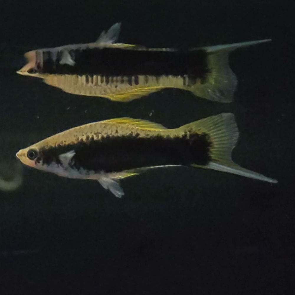 Black Swordtail Fish