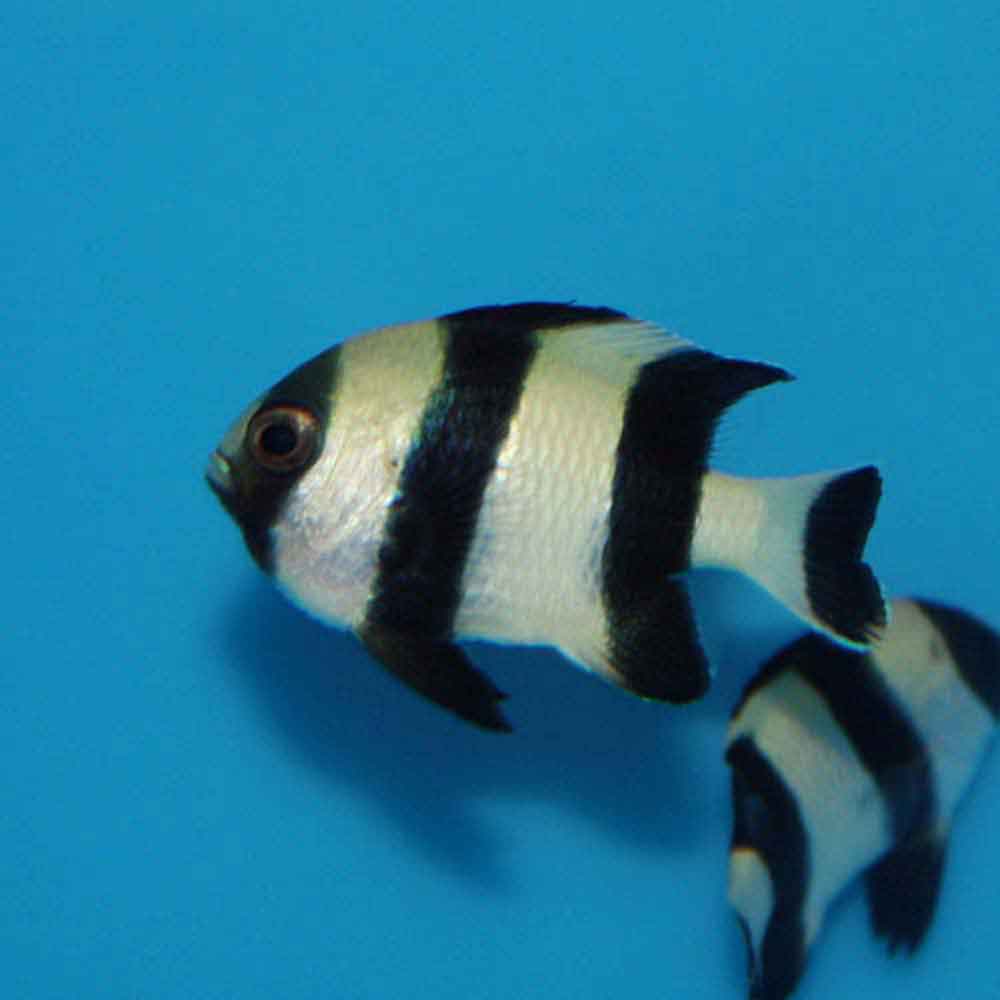 4-Stripe Damsel - Dascyllus melanurus | That Fish Place