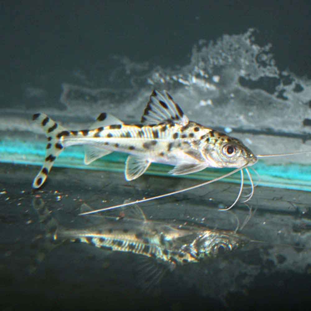 Pictus Cat - Pimelodus pictus - Small | ThatPetPlace.com