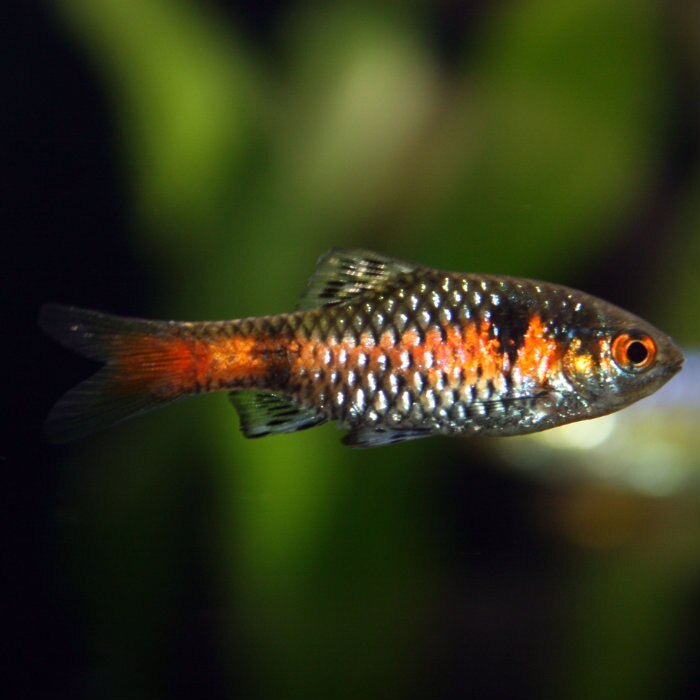 Odessa Barb - Puntius padamya | That Fish Place