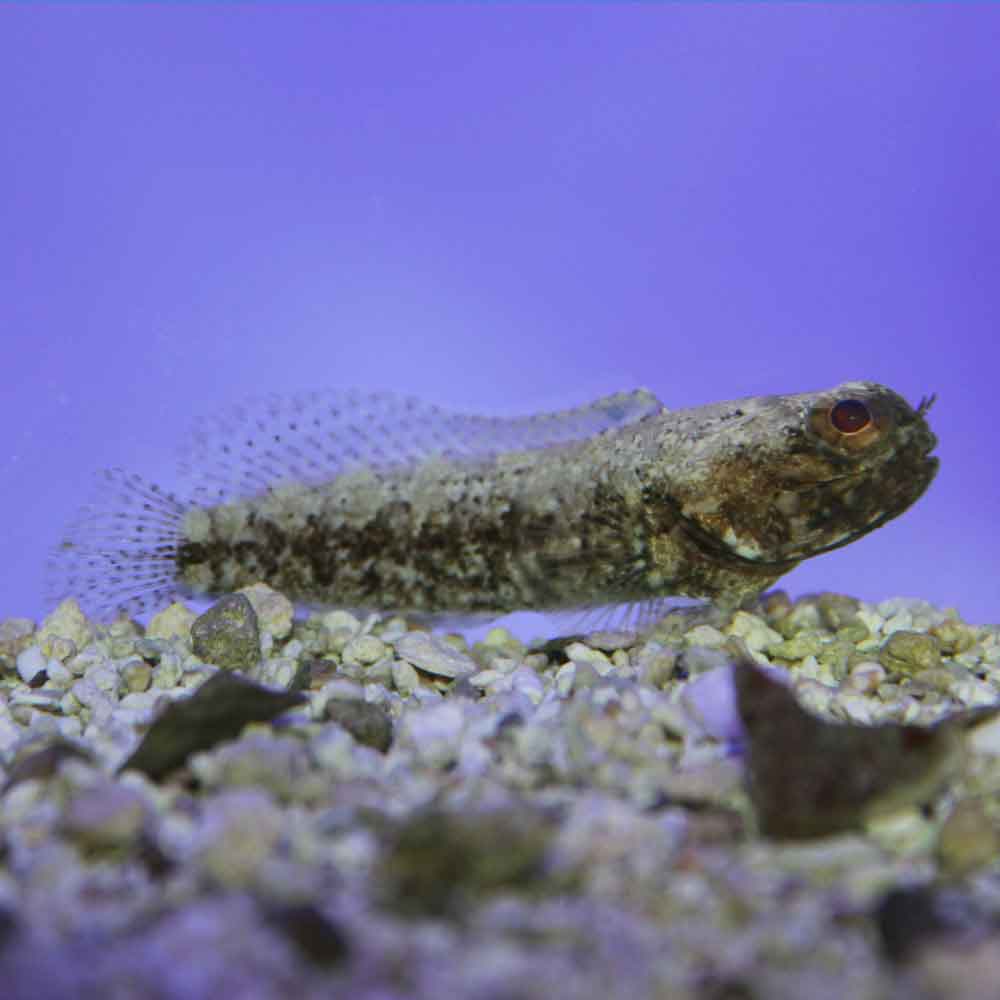 Dusky Jawfish