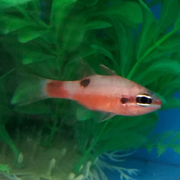 Flame Cardinal - Apogon maculatus | ThatPetPlace.com