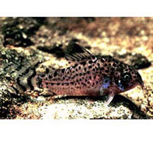 Spotfin Cory - Corydoras punctatus | ThatPetPlace.com