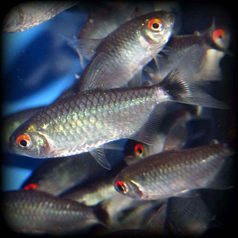 Red Eye Tetra - Moenkhausia sanctaefilomenae