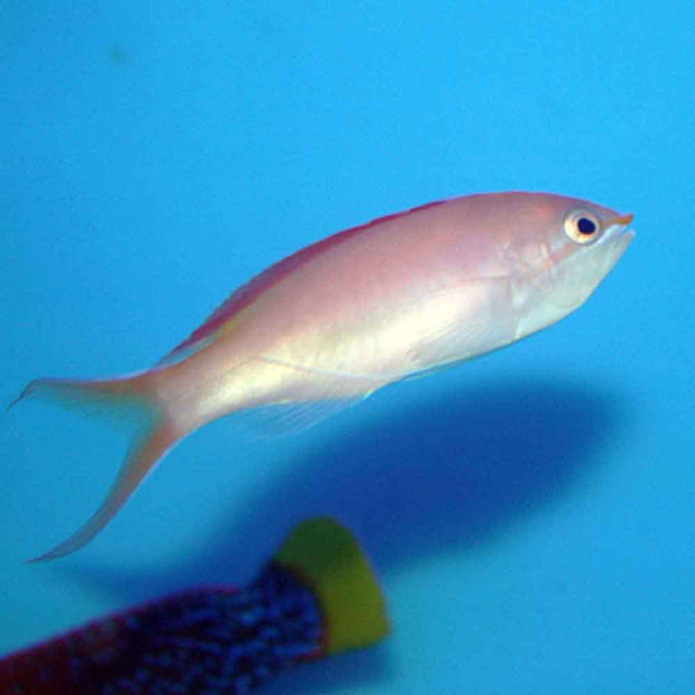 Dispar Anthias - Pseudanthias dispar | ThatPetPlace.com