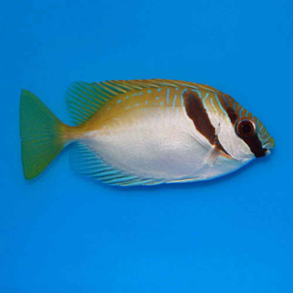 Double-barred Rabbitfish - Siganus virgatus - Large | ThatPetPlace.com