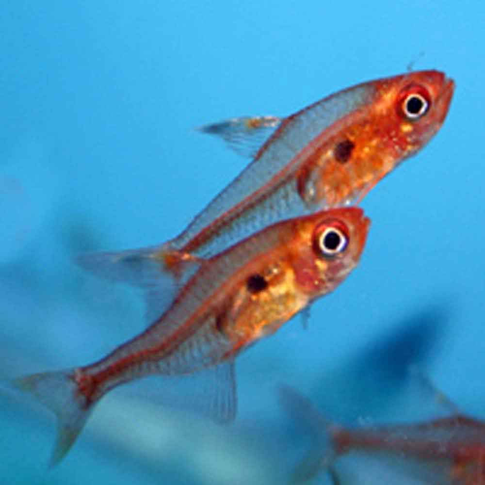 Red Phantom Tetra - Hyphessobrycon sweglesi | thatpetplace.com