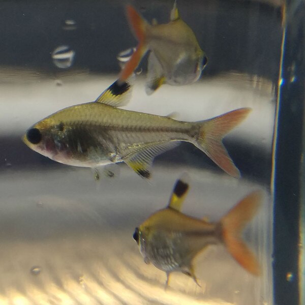 X-Ray Tetra - Pristella maxillaris | That Fish Place