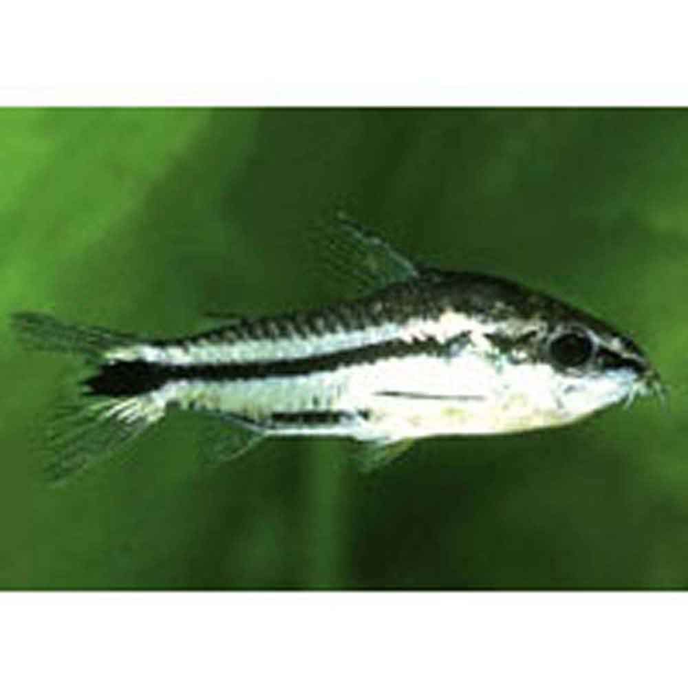 Pygmy Cory - Corydoras pygmaeus | ThatPetPlace.com