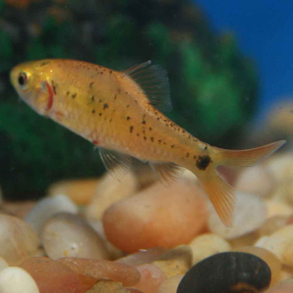 Gold Barb Fish