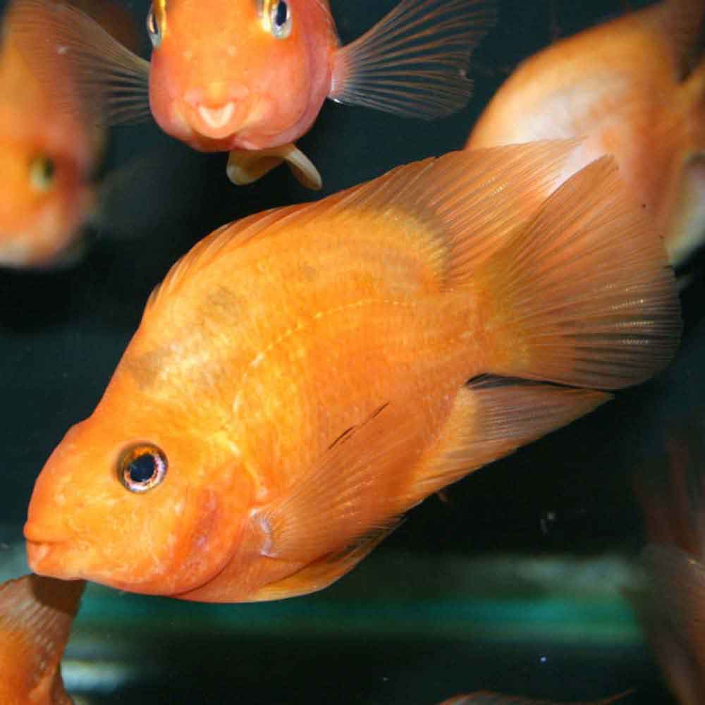 Blood Parrot - Medium | That Fish Place