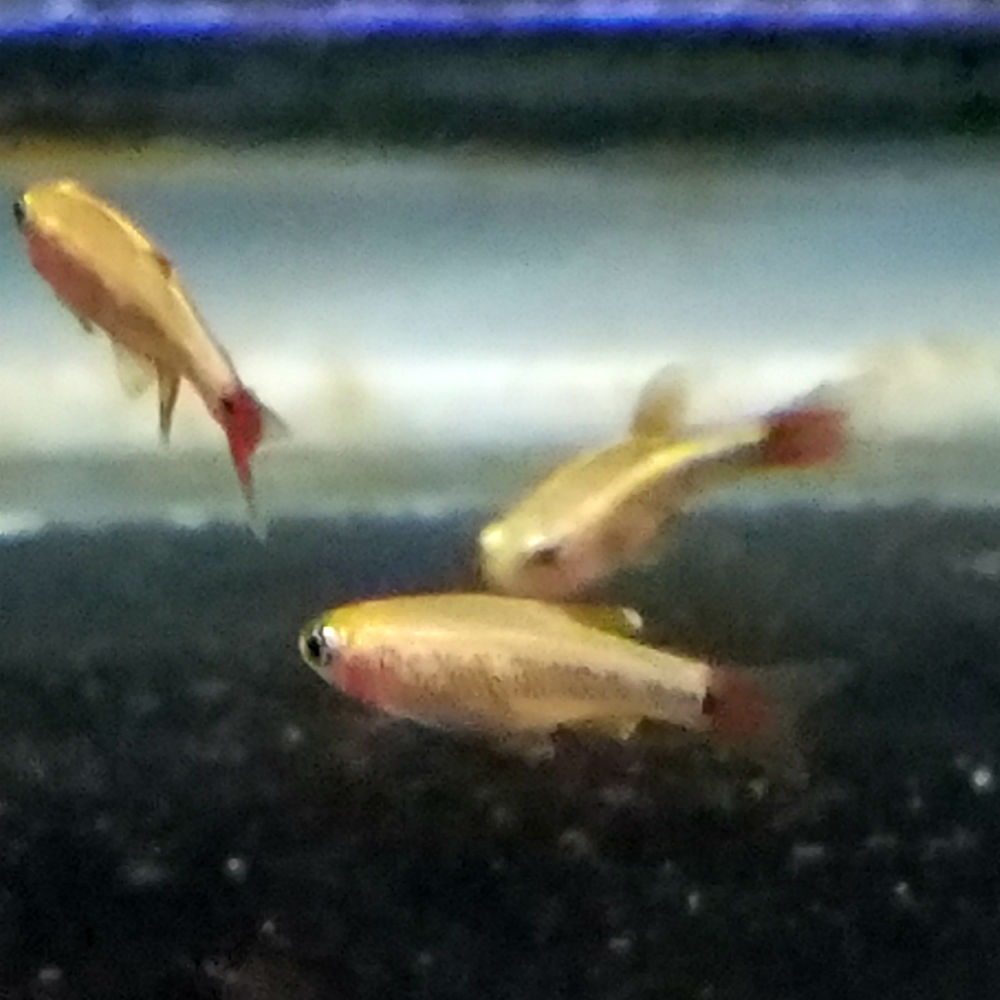 Gold White Cloud Mountain Minnow - Tanichthys albonubes | thatpetplace.com