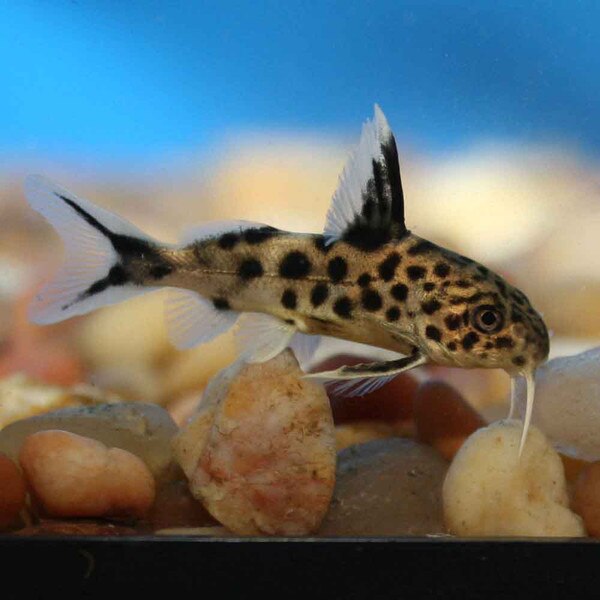 Cuckoo Synodontis - Synodontis multipunctatus - Small