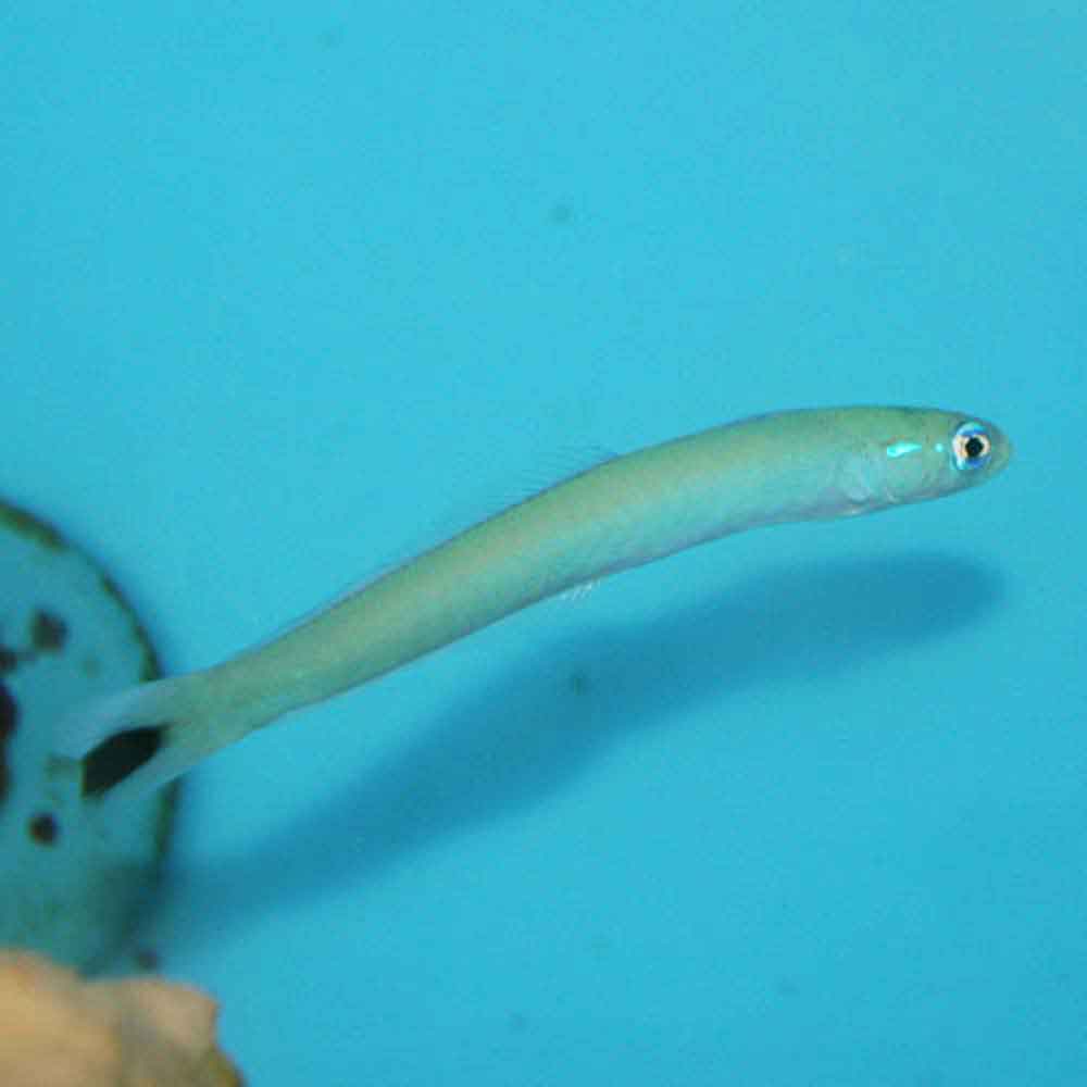 Spottail Gudgeon - Ptereleotris heteroptera - Small | thatpetplace.com