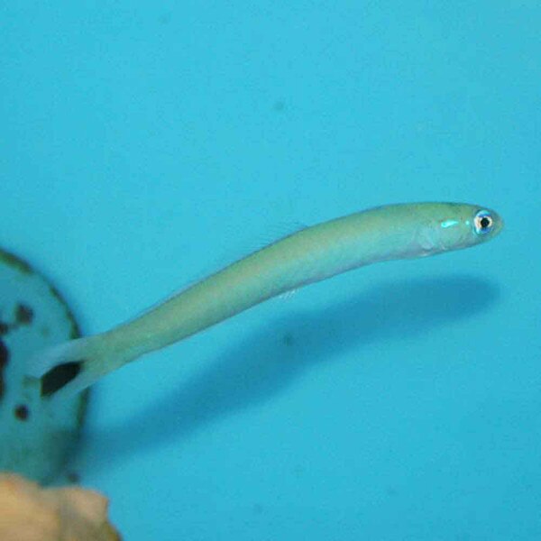 Spottail Gudgeon - Ptereleotris heteroptera - Small | thatpetplace.com