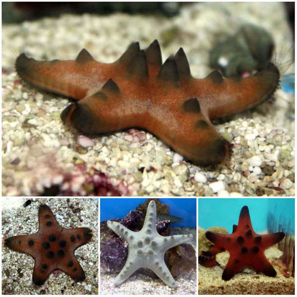 Chocolate Chip Starfish - Protoreaster nodosus - Large