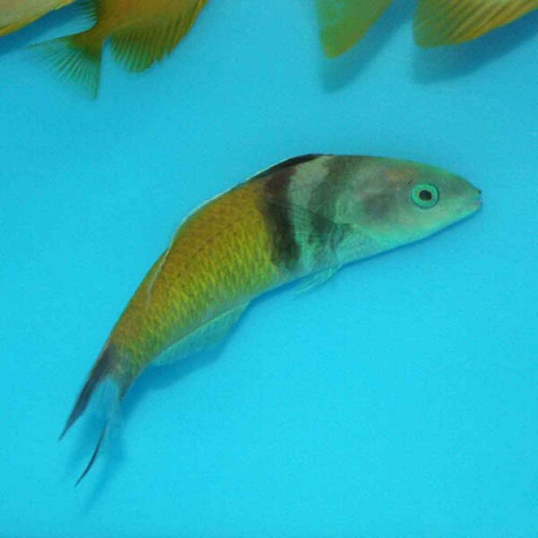 Bluehead Wrasse - Thalassoma bifasciatum - Medium