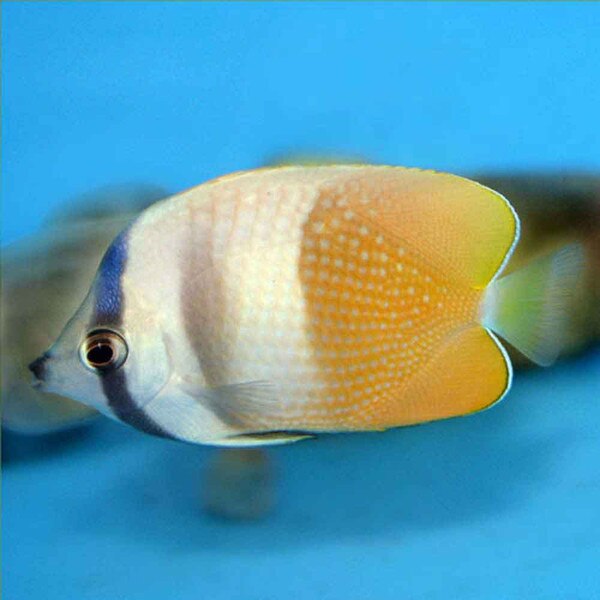 The truth about Kleini Butterflyfish? | Reef2Reef